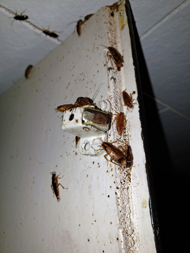 Cockroach Extermination in Joplin, MO - Mid America Pest Control